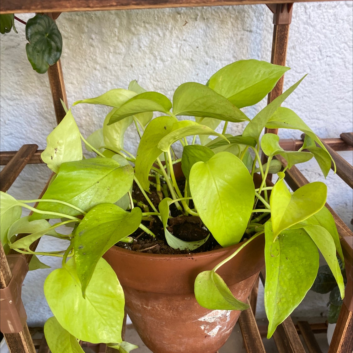 Neo | A plant by @NurseJennyG on Greg