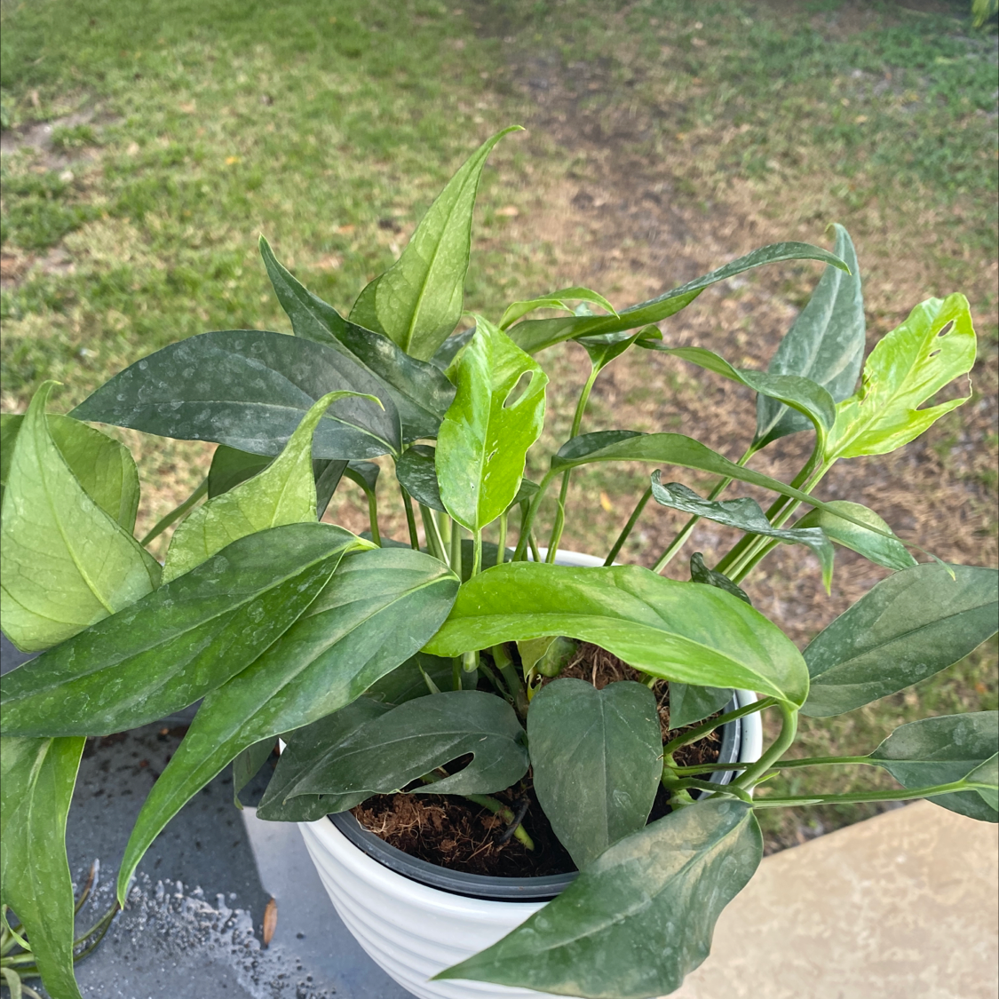 What Is A Good Temperature Range For My Baltic Blue Pothos?