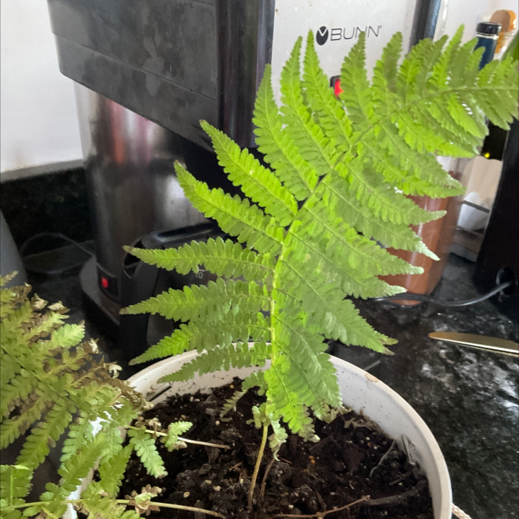 Marsh Fern: How Much Water & Light Does it Need to Thrive?