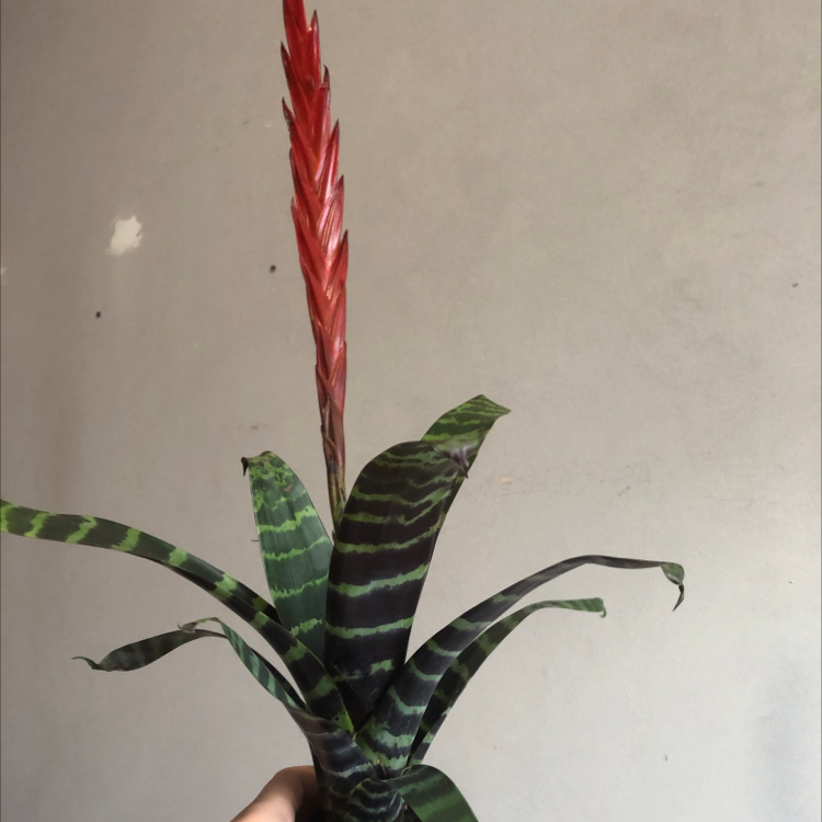 The Complete Flaming Sword Bromeliad Plant Care Guide: Water, Light ...
