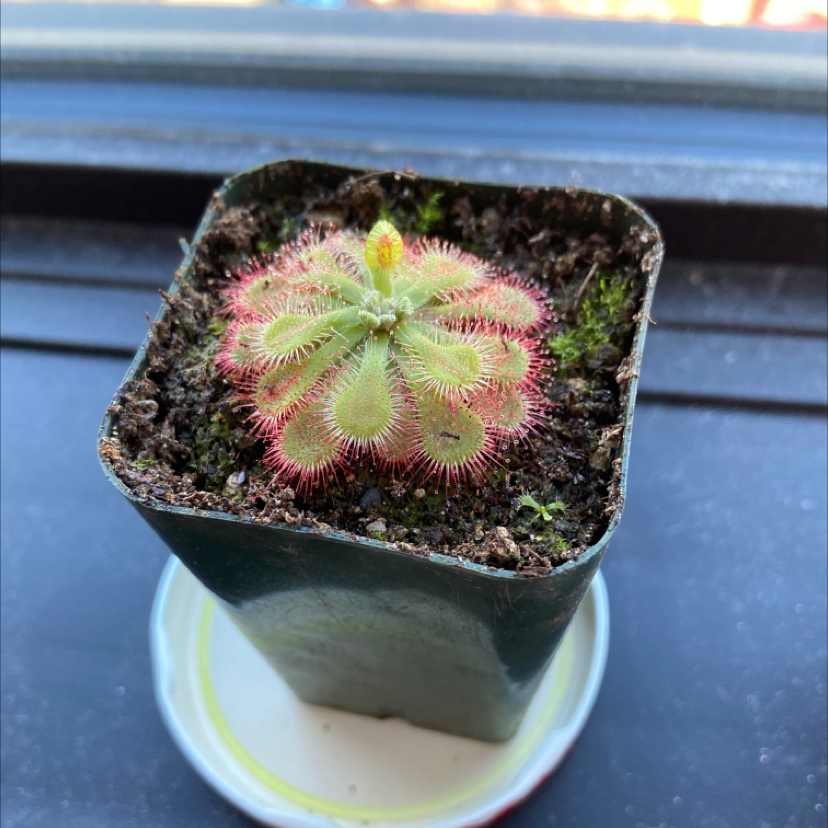 Australian Sundew: How Much Water & Light Does it Need to Thrive?