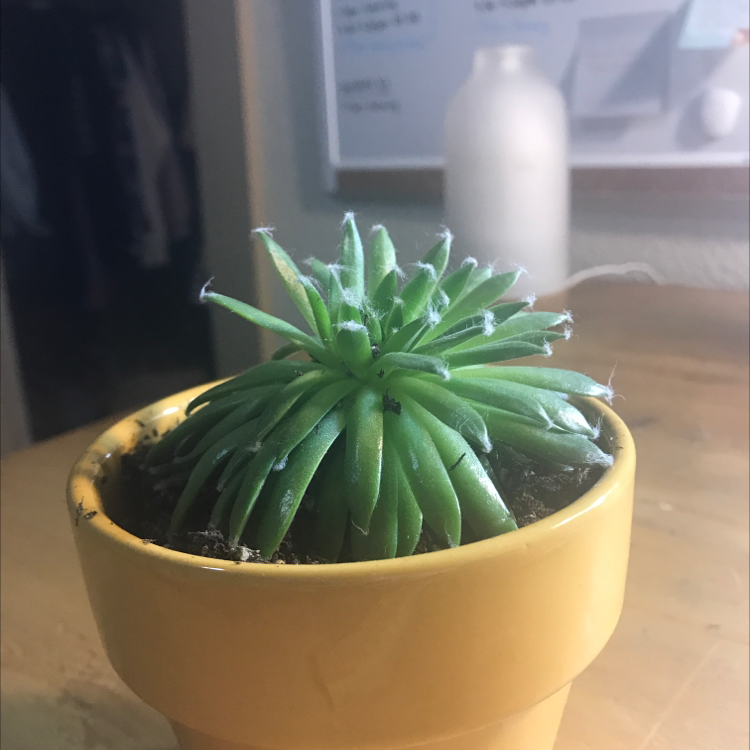 What Are The Bugs on My Cobweb Hens and Chicks? 🐛