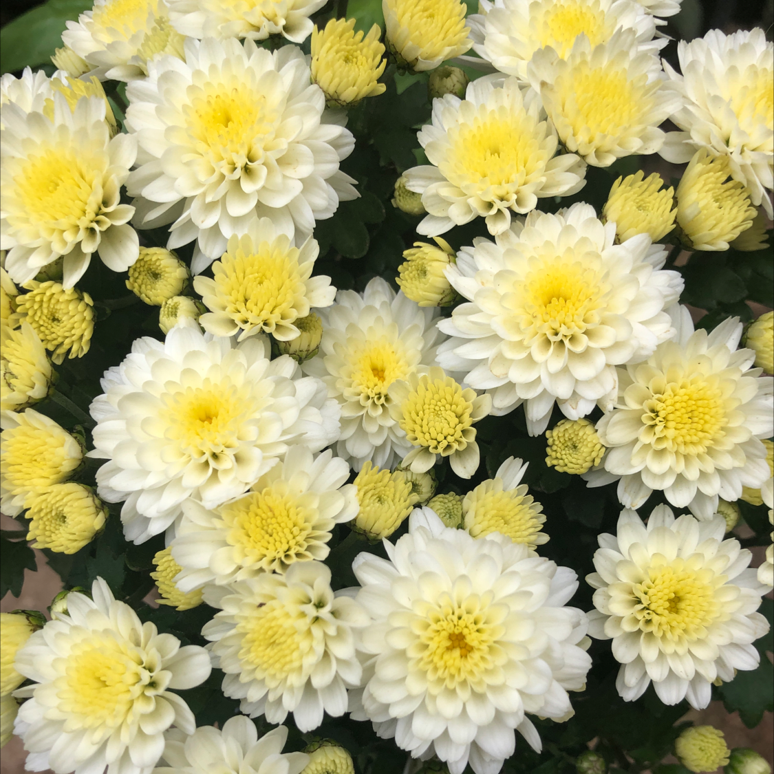 Best Soil Potting Mix for Giant Crego Aster