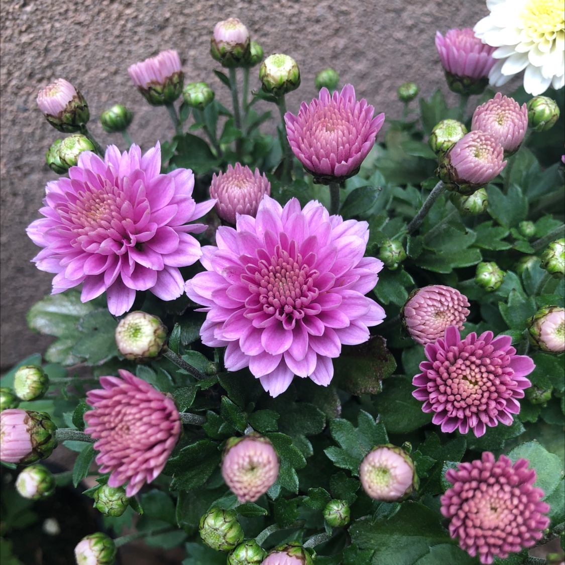 Light Requirements For My Giant Crego Aster by Season