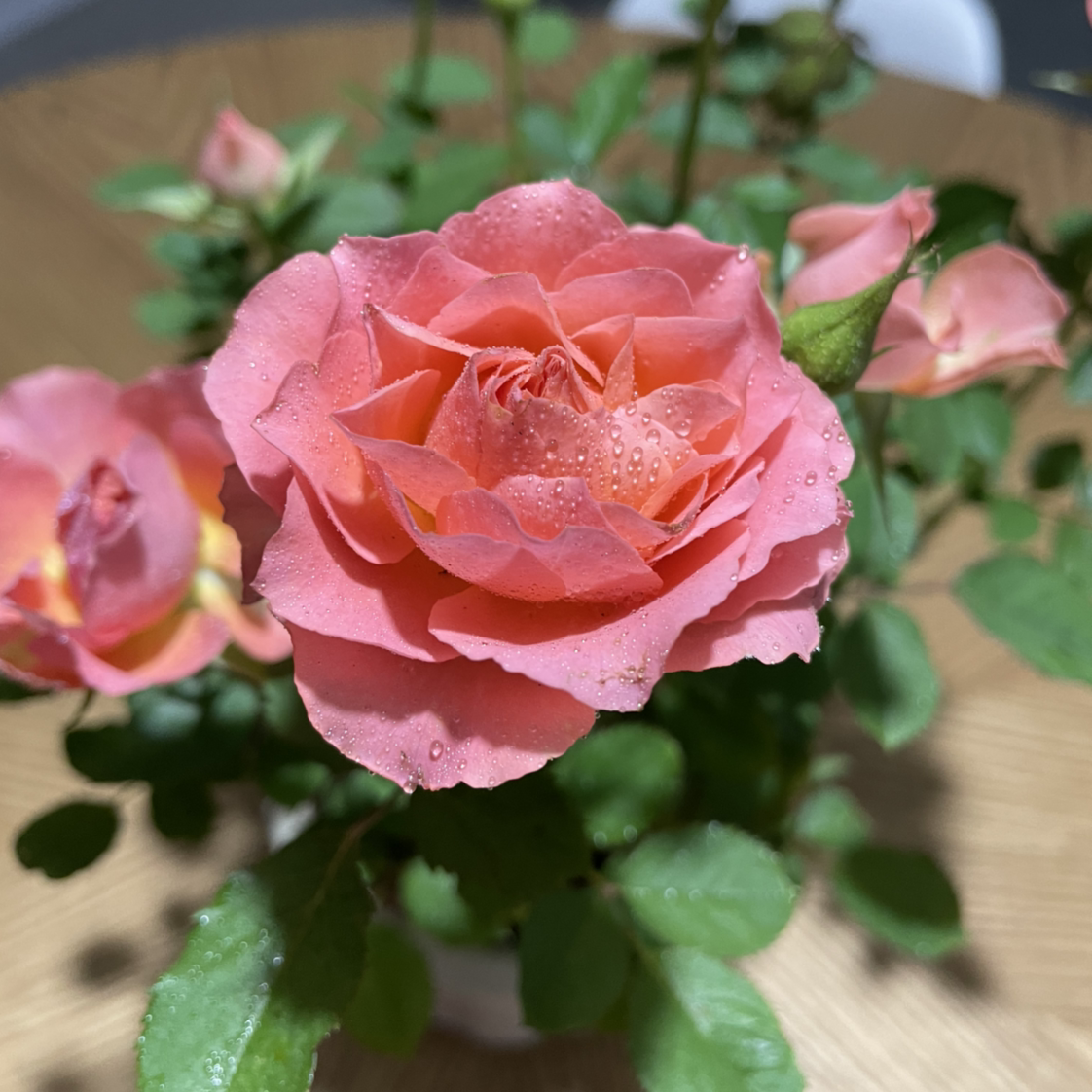 10 Advantages of Having a Alpine Rose