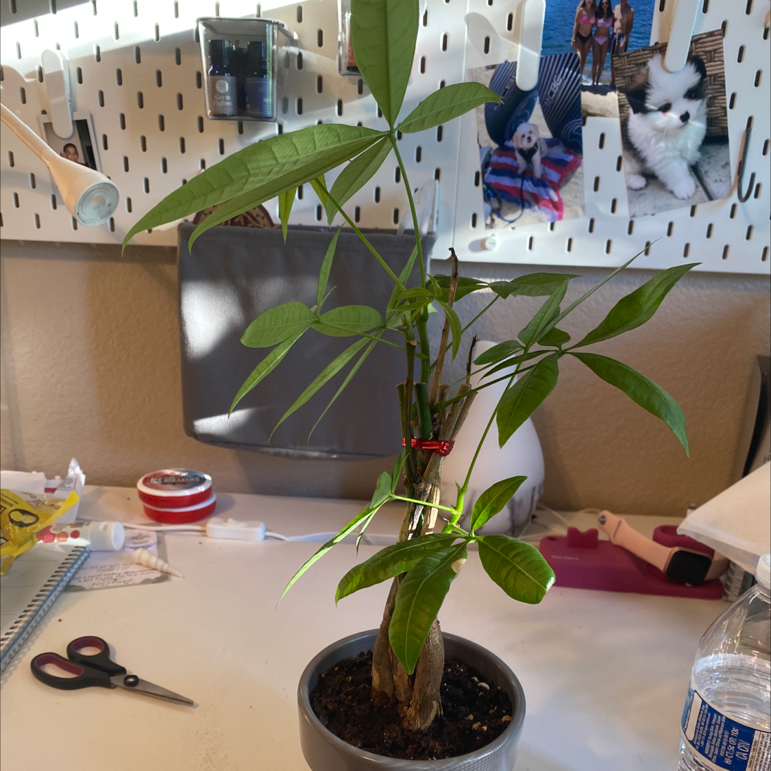 💰 Money Tree Flowers