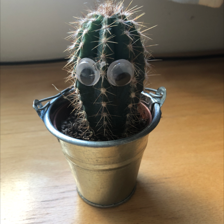 Indian Comb Care 101: Water, Light & Growing Tips