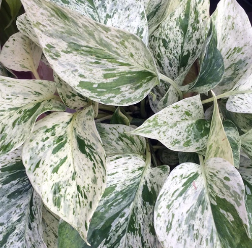 Snow Queen Pothos Plant Care: Water, Light, Nutrients