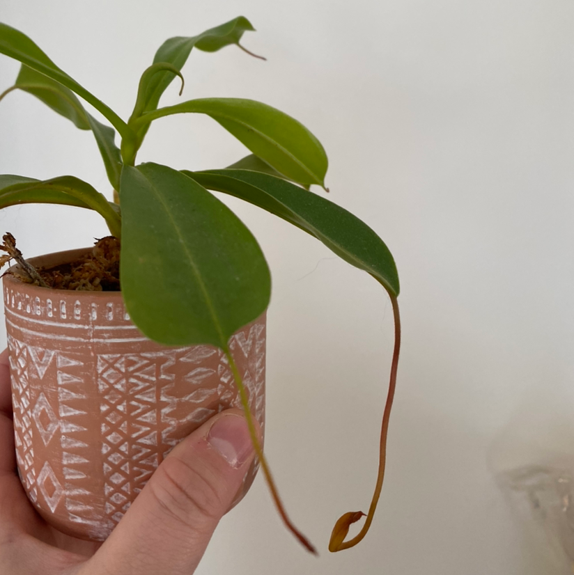 What Are The Bugs on My Tropical Pitcher Plant? 🪰