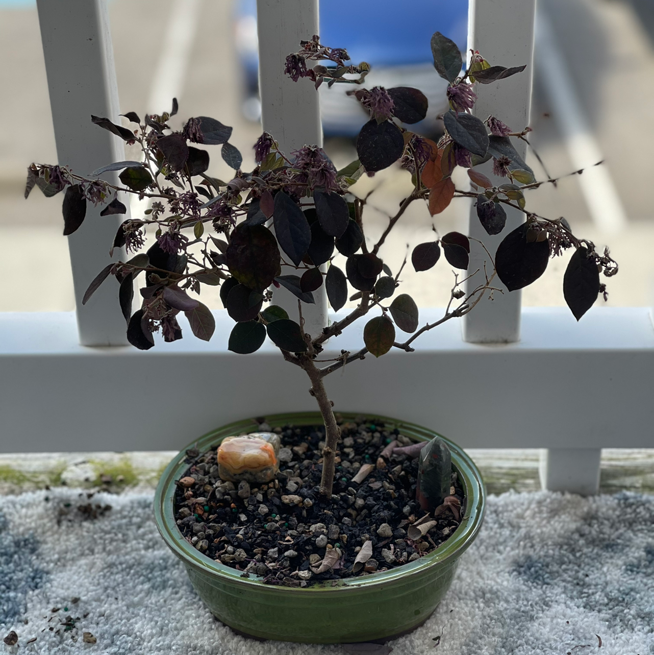 How Can You Tell If A Chinese Fringe Flower Is Dying?