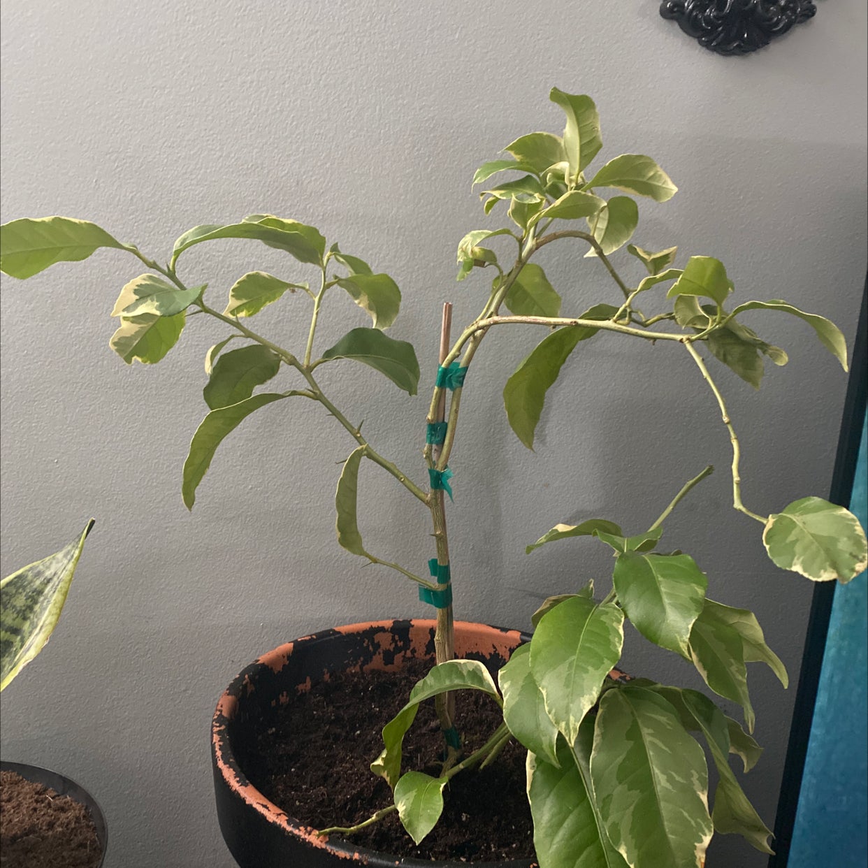 🍋 How Do I Fix Lemon Root Rot?