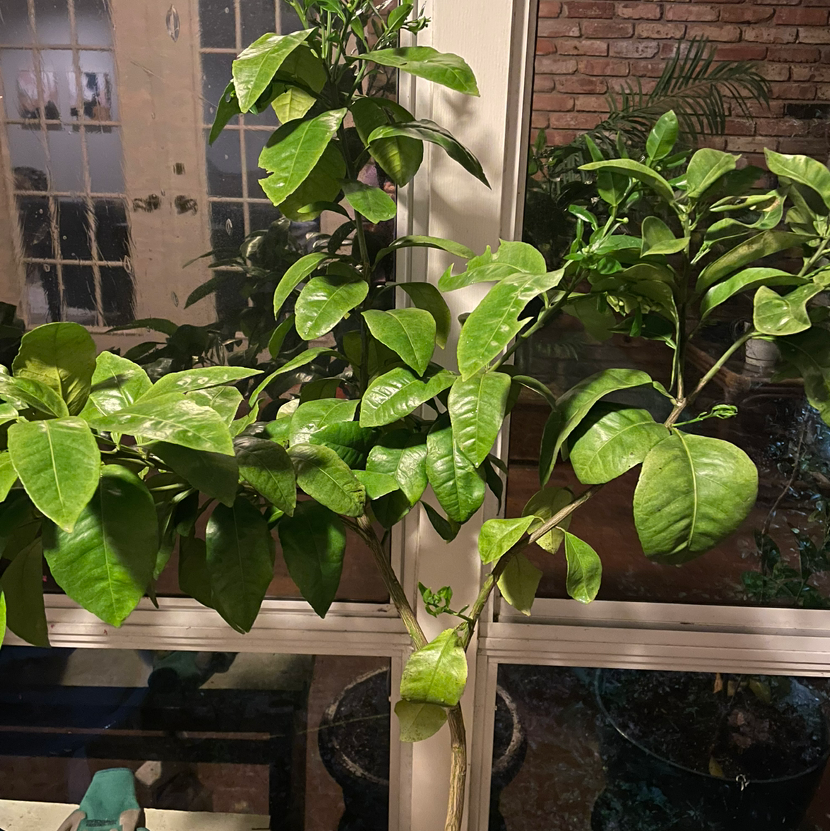 🍊 Propagating Grapefruit Tree: The Ultimate Guide