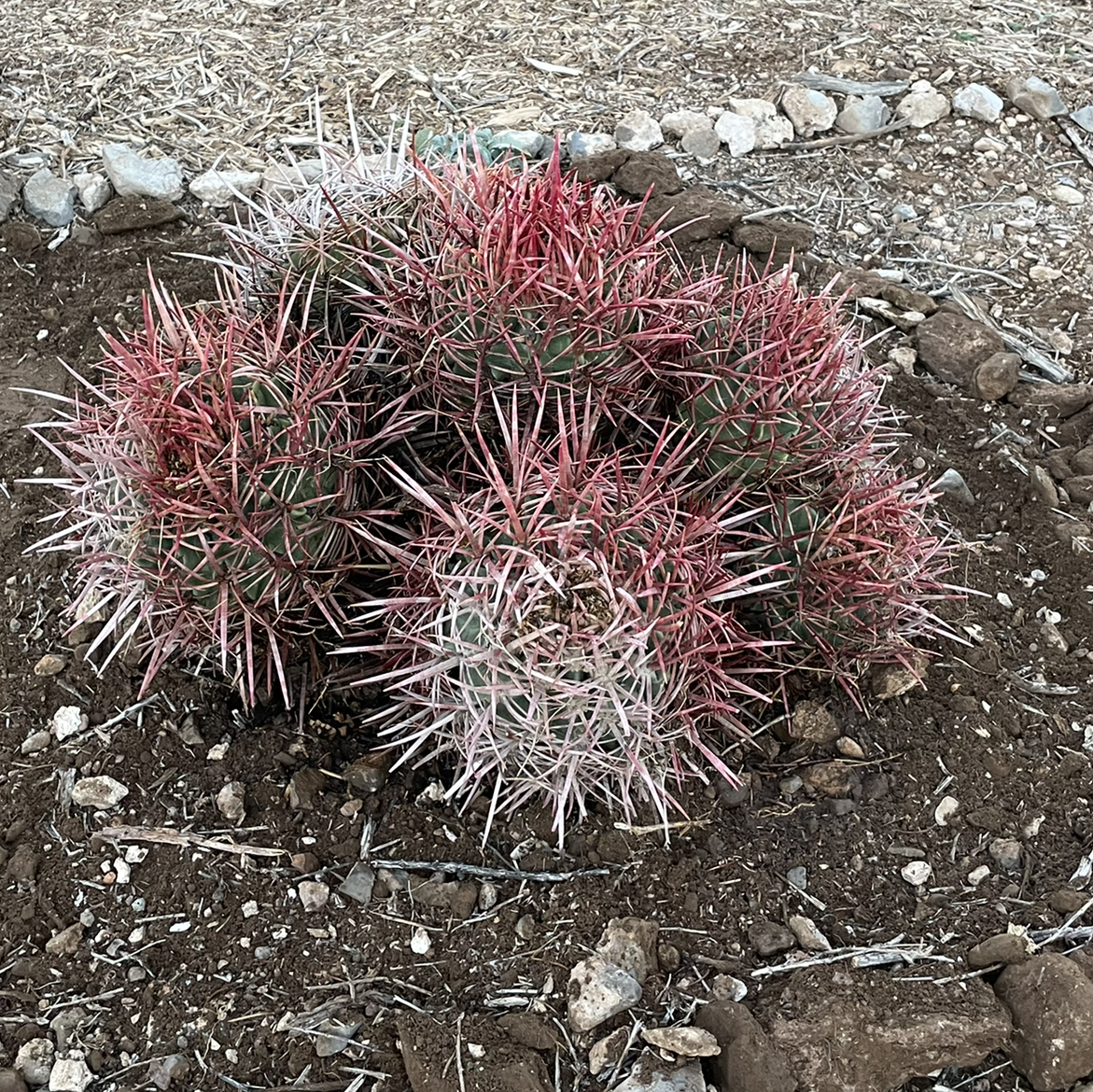 Personalized Cottontop Cactus Care: Water, Light, Nutrients | Greg App