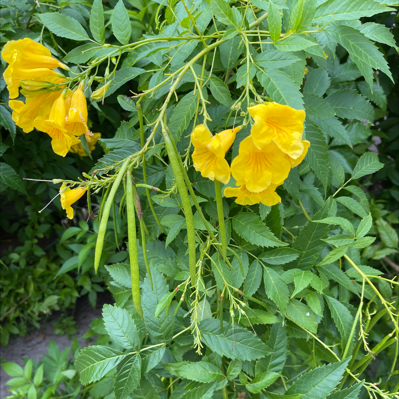 ️ How and When Should I Cut Back My Yellow Bells?