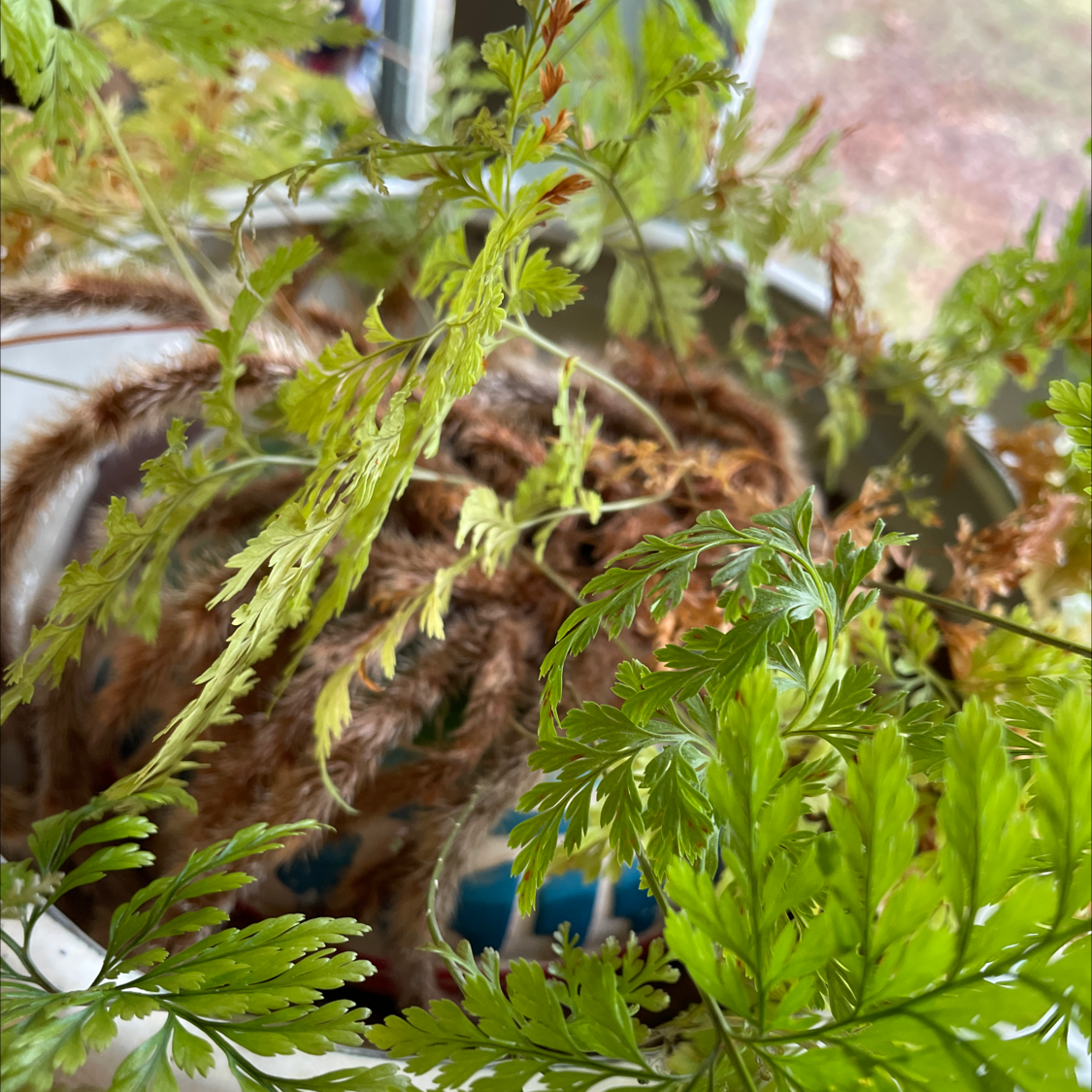 Why Are My Hen and Chicken Fern Leaves Curling?