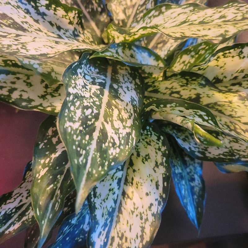 Fertilizing My Aglaonema 'Spring Snow'