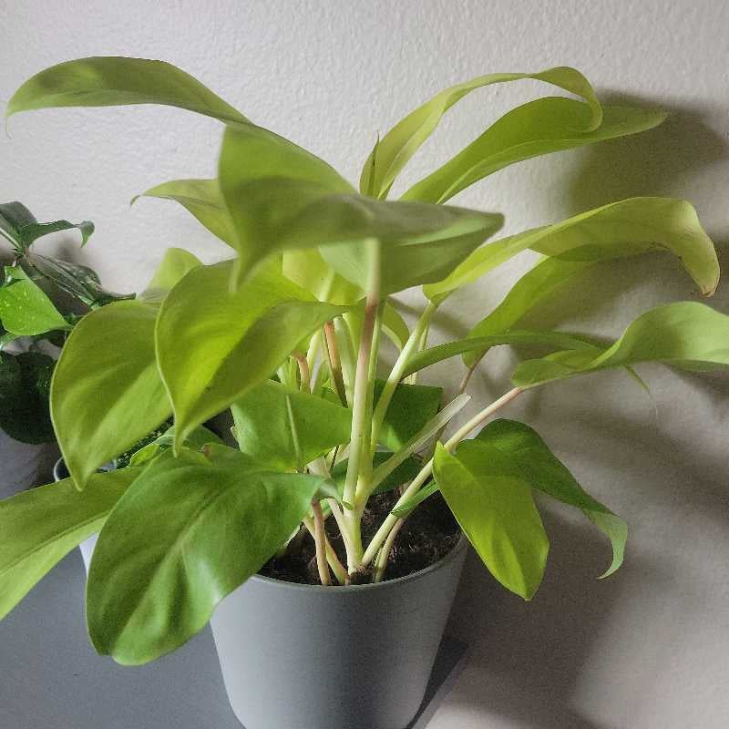 🍂 Why Is My Philodendron 'Malay Gold' Dropping Leaves?