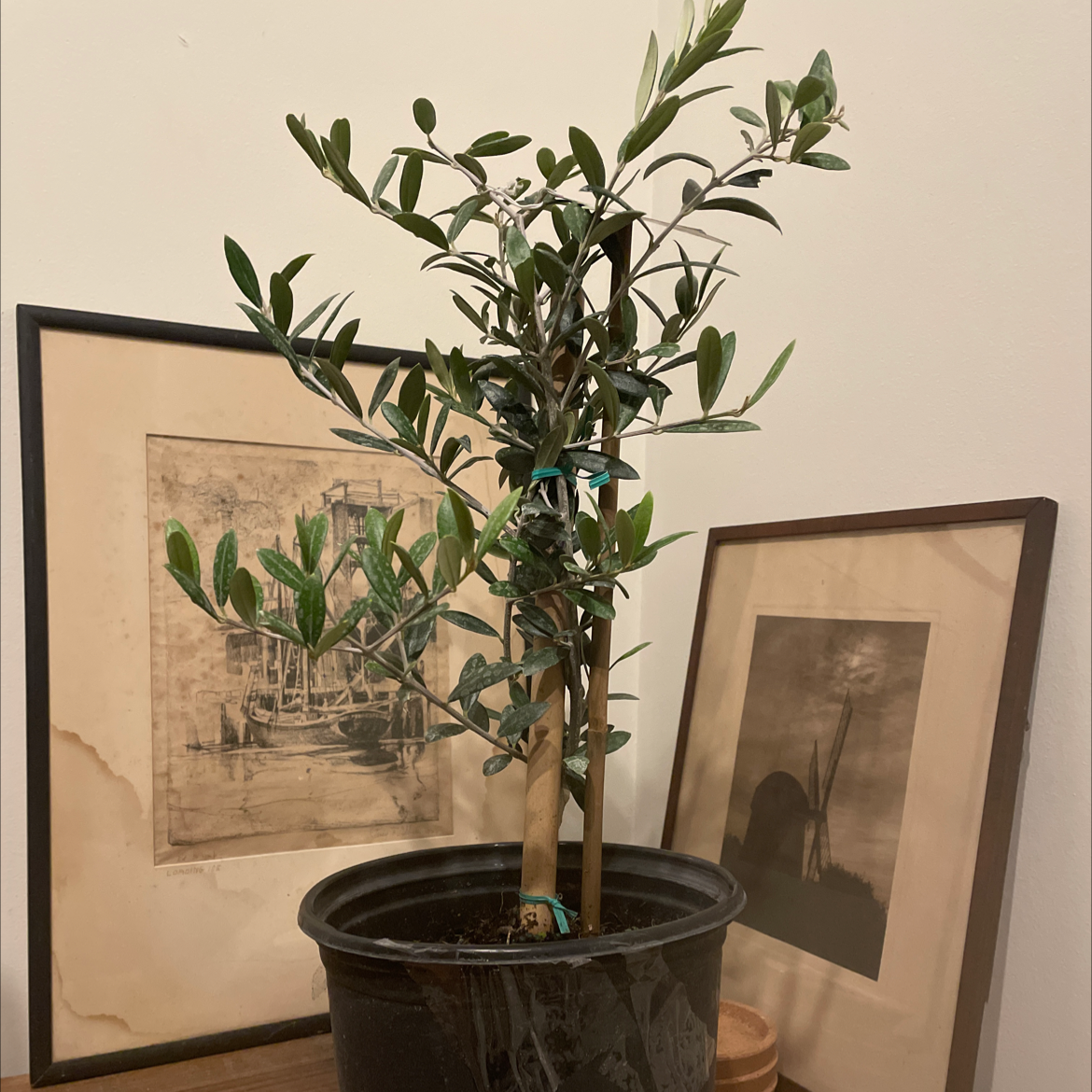 🐛 What To Do About Bugs on My Olive Tree?