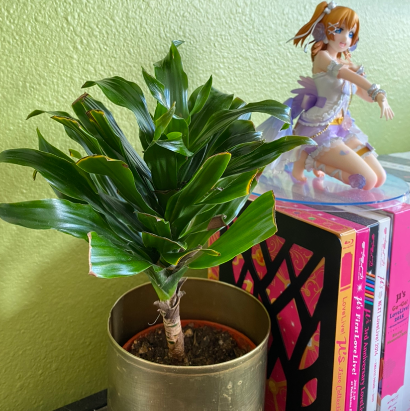 Dracaena 'Janet Craig Compacta' Yellow Leaves