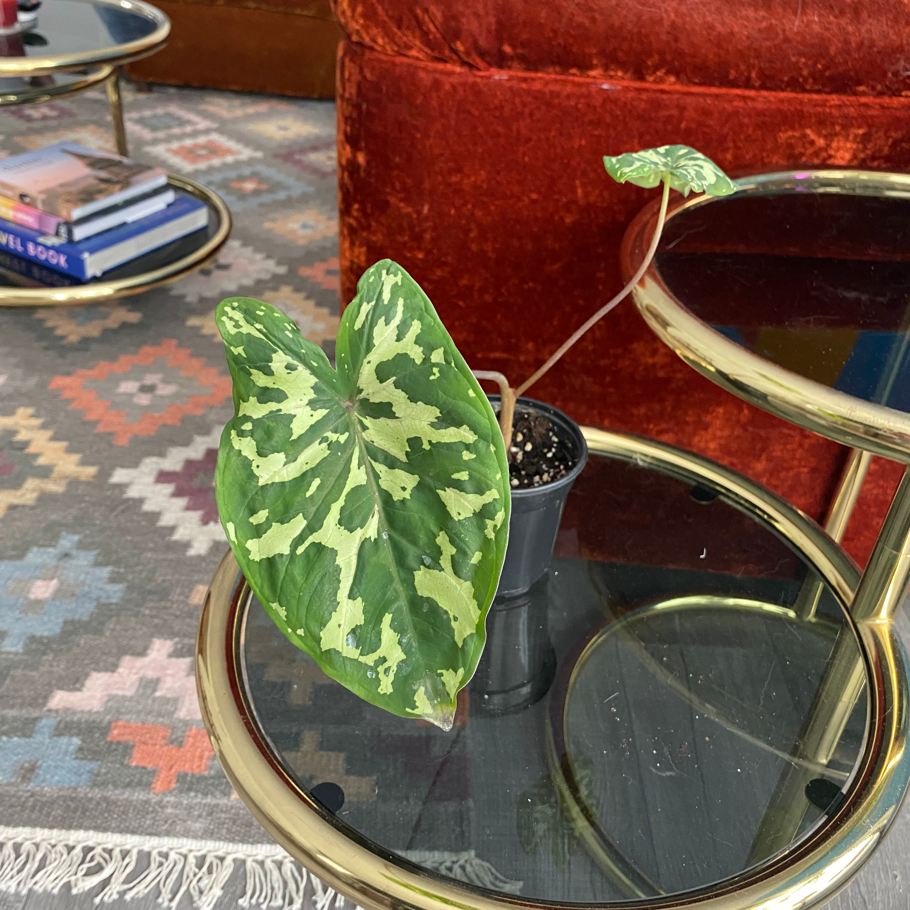 10 Benefits of Having a Caladium Hilo Beauty