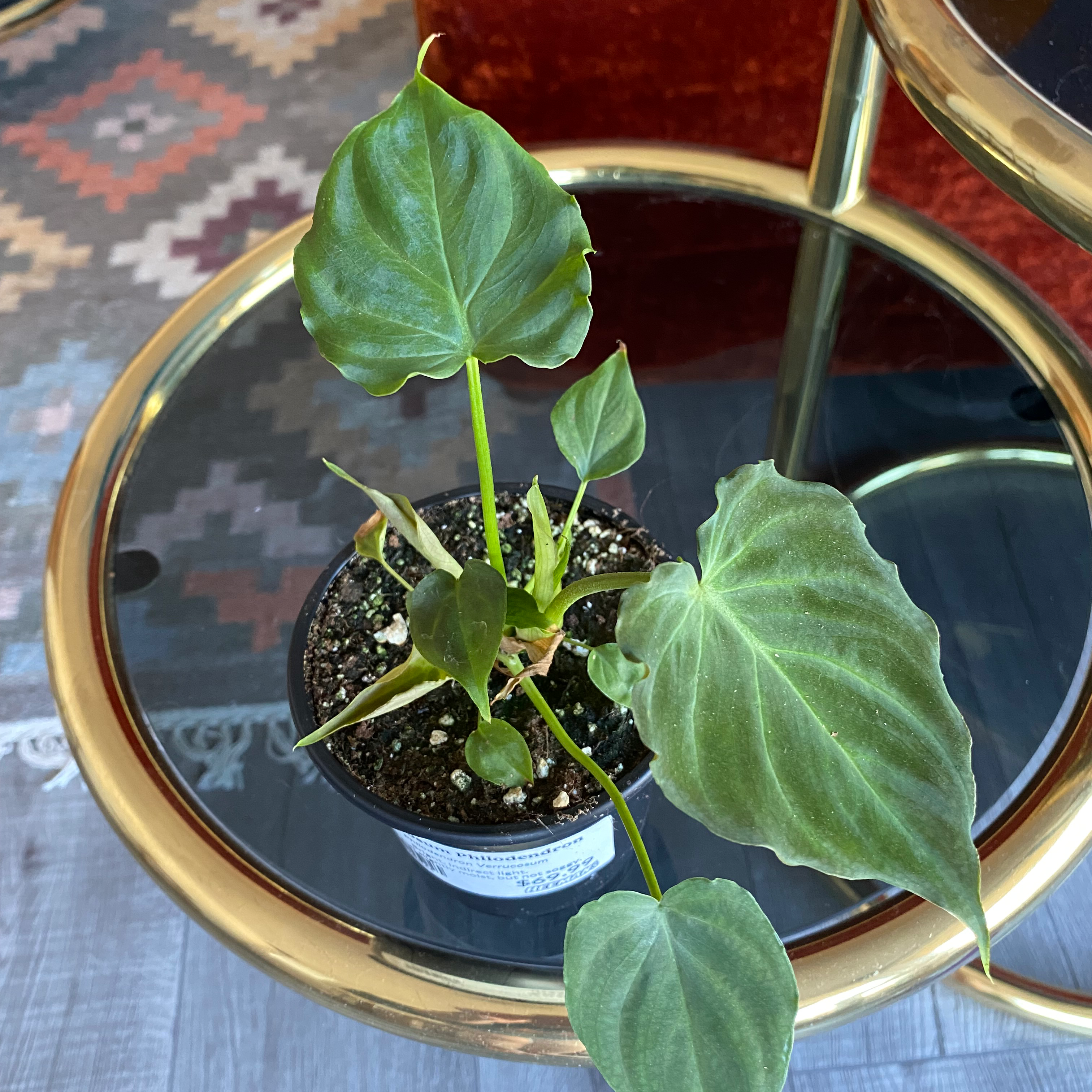 Symbolism and Benefits of the Ecuador Philodendron