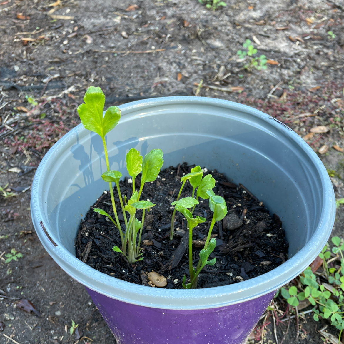 Why Are There Black Spots on My Wild Radish Leaves?