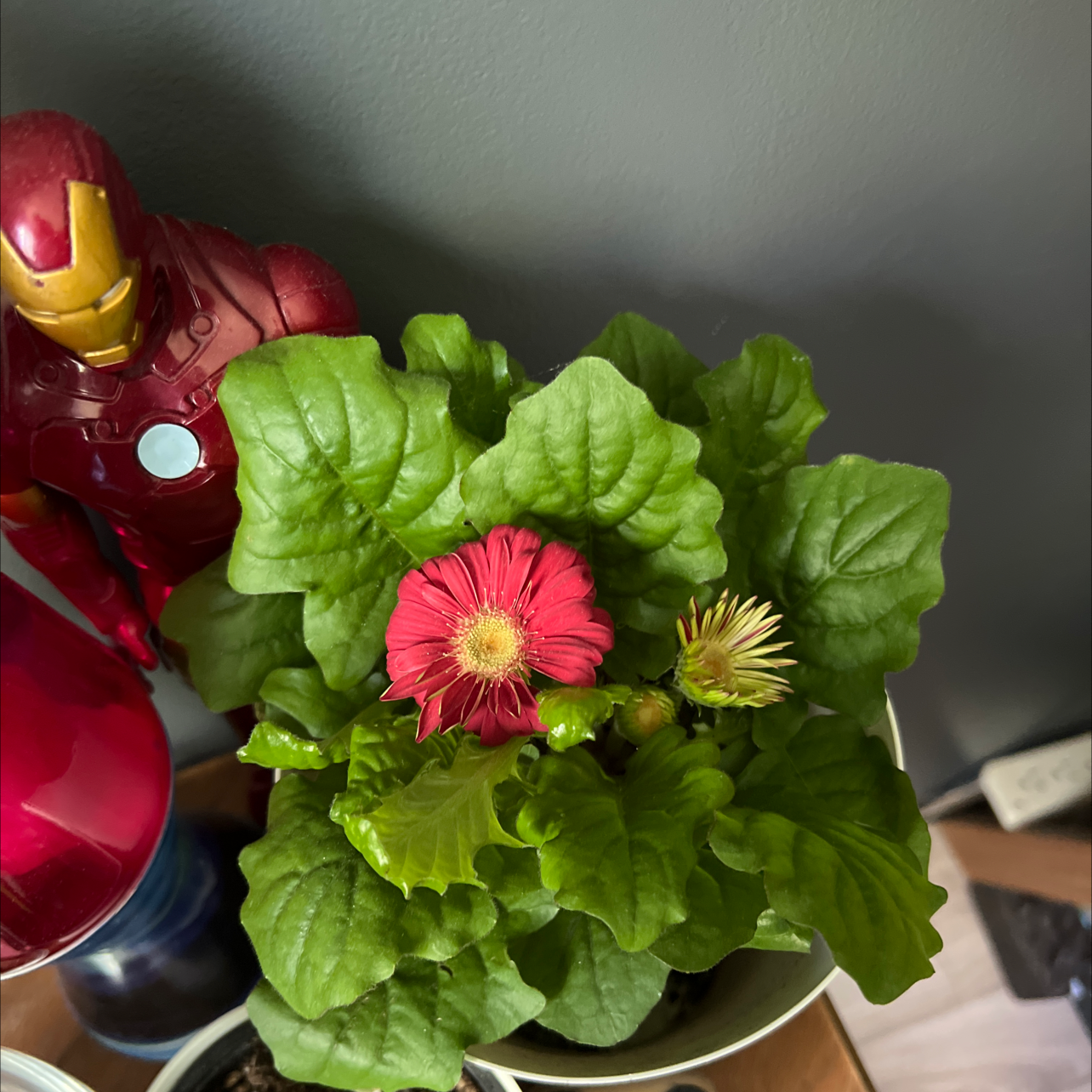 🌼 How and When Should I Cut Back My Daisy?