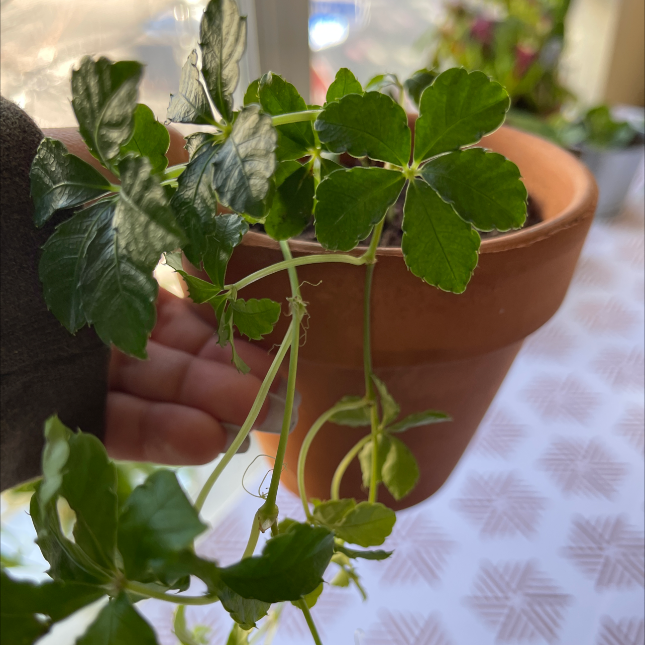 Propagating Your Virginia Creeper: Step-by-Step Guide