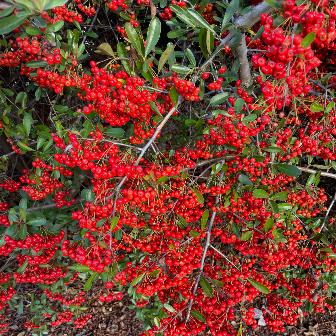 10 Advantages of Having a Scarlet Firethorn