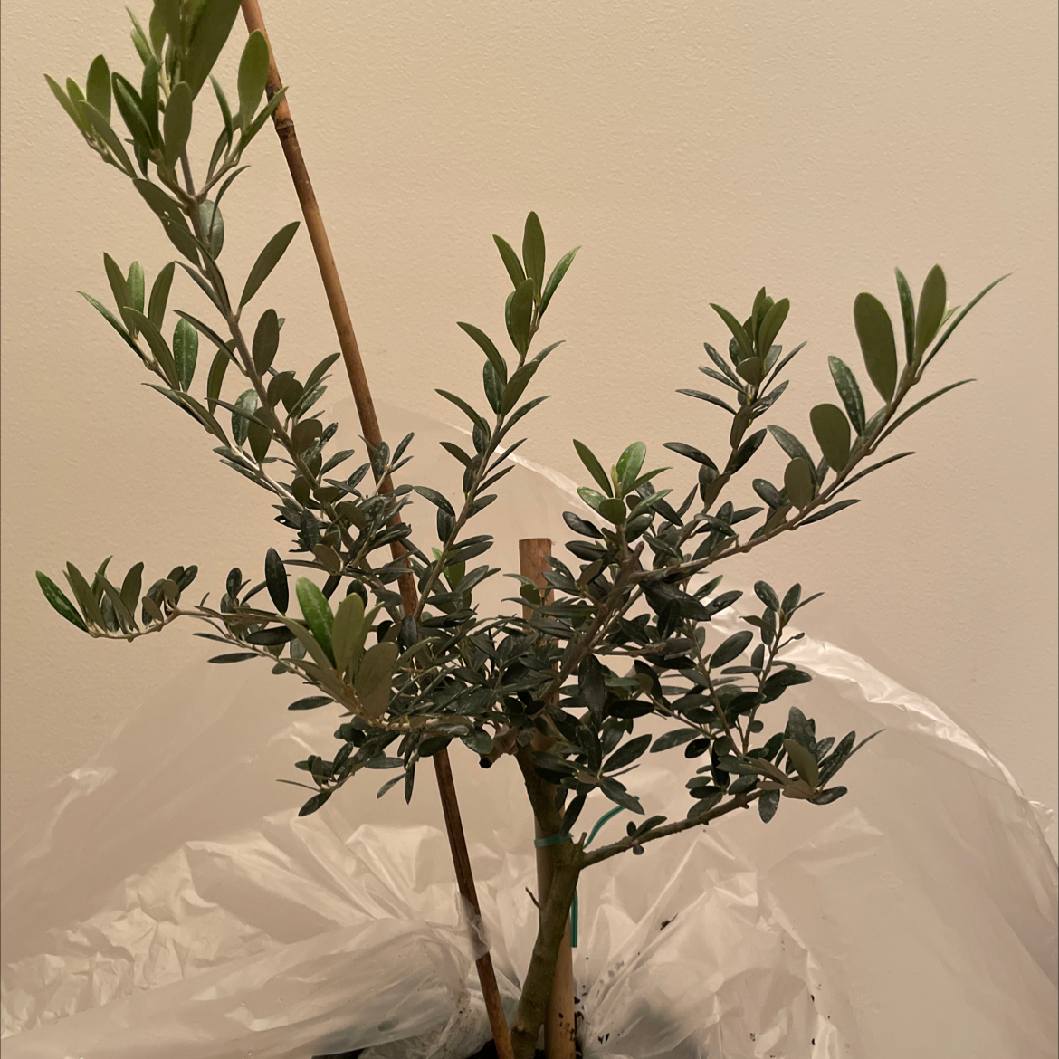 Propagating Your Olive Tree: Step-by-step Guide