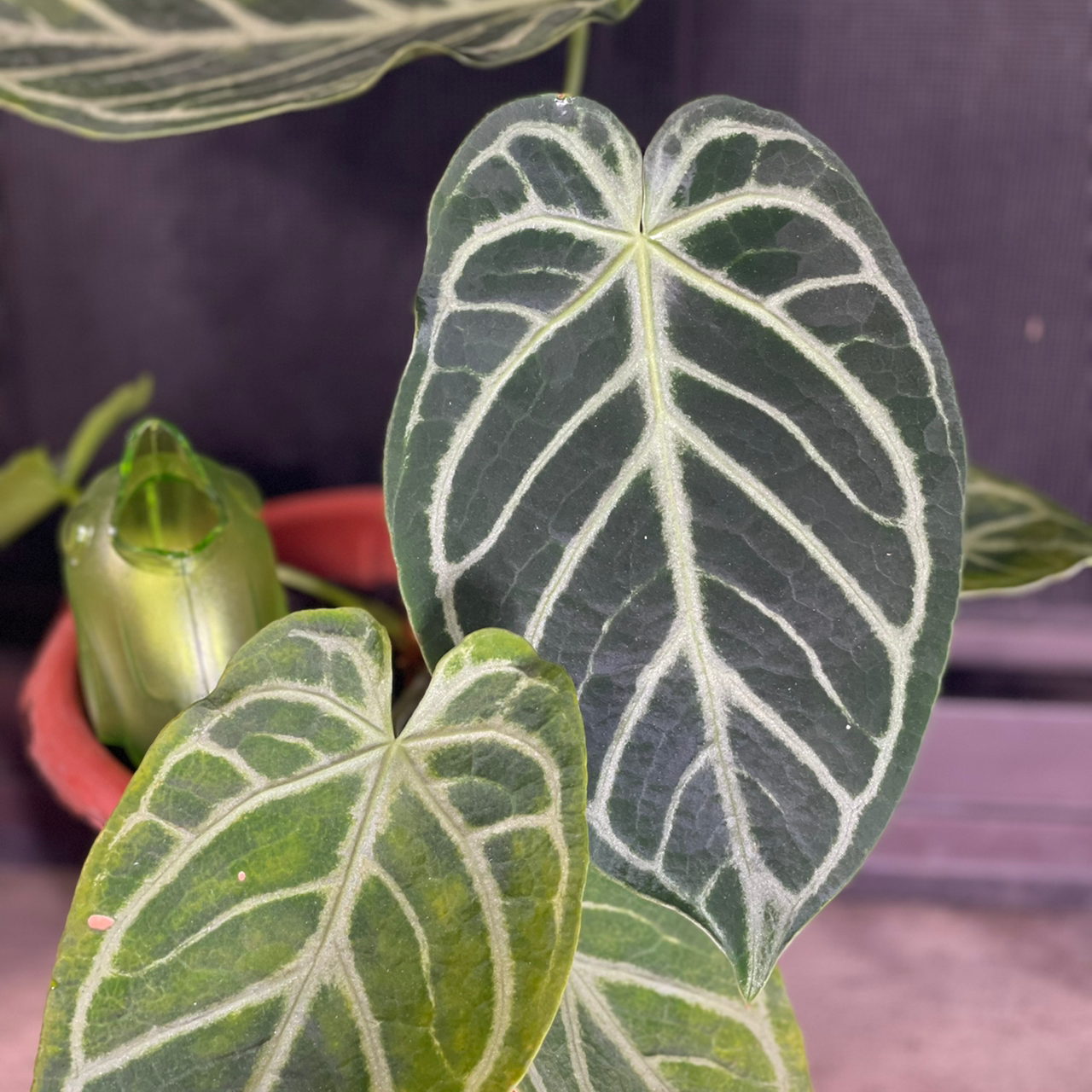 Hope Plant Care: Water, Light, Nutrients | Greg App 🌱