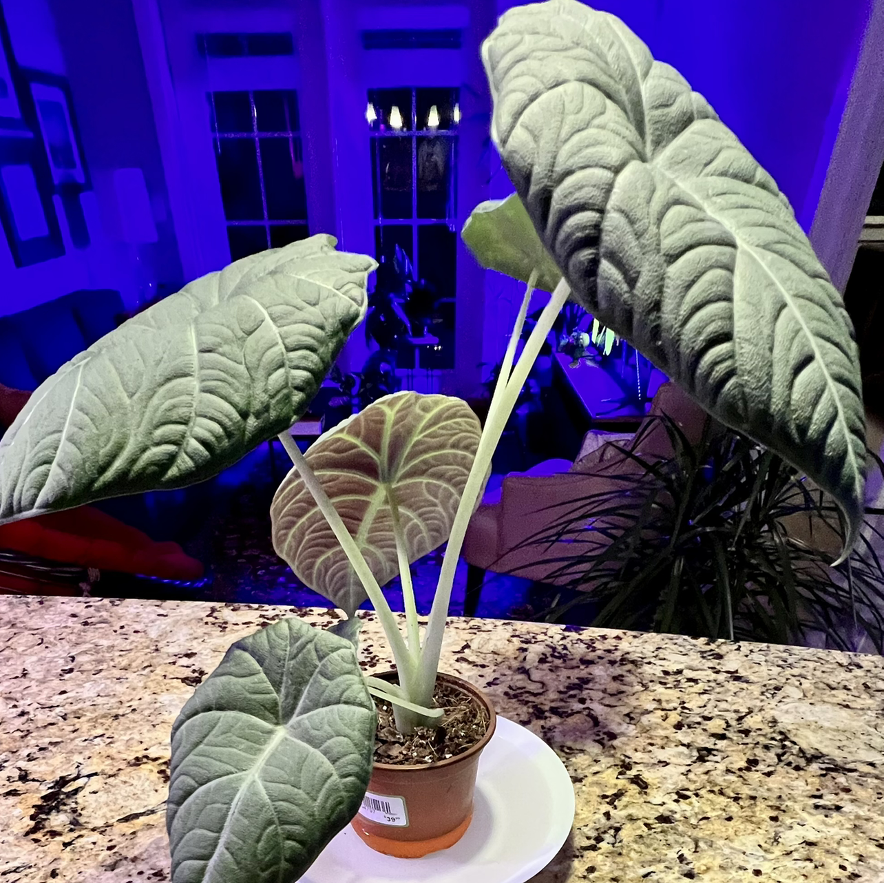 How to Get a Alocasia 'Maharani' to Bloom