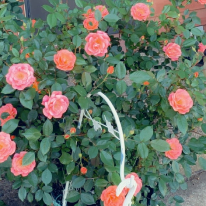 Keep Your Tea Rose Alive: Light, Water & Care Instructions