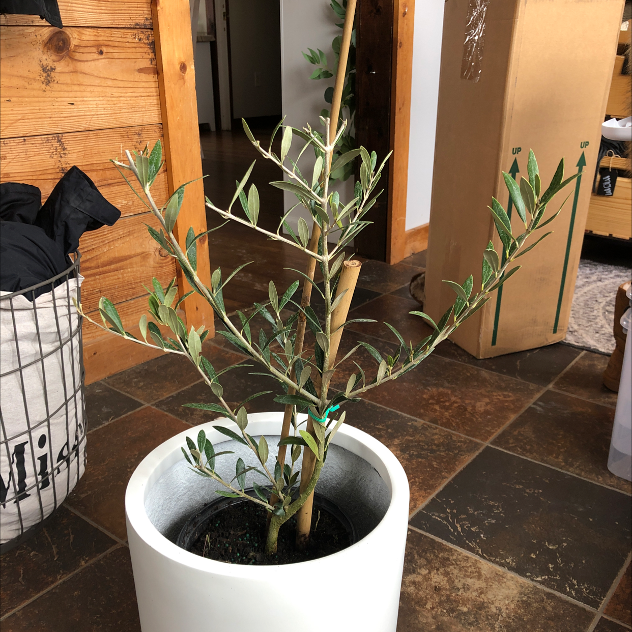 10 Benefits Of Having An Olive Tree 🫒