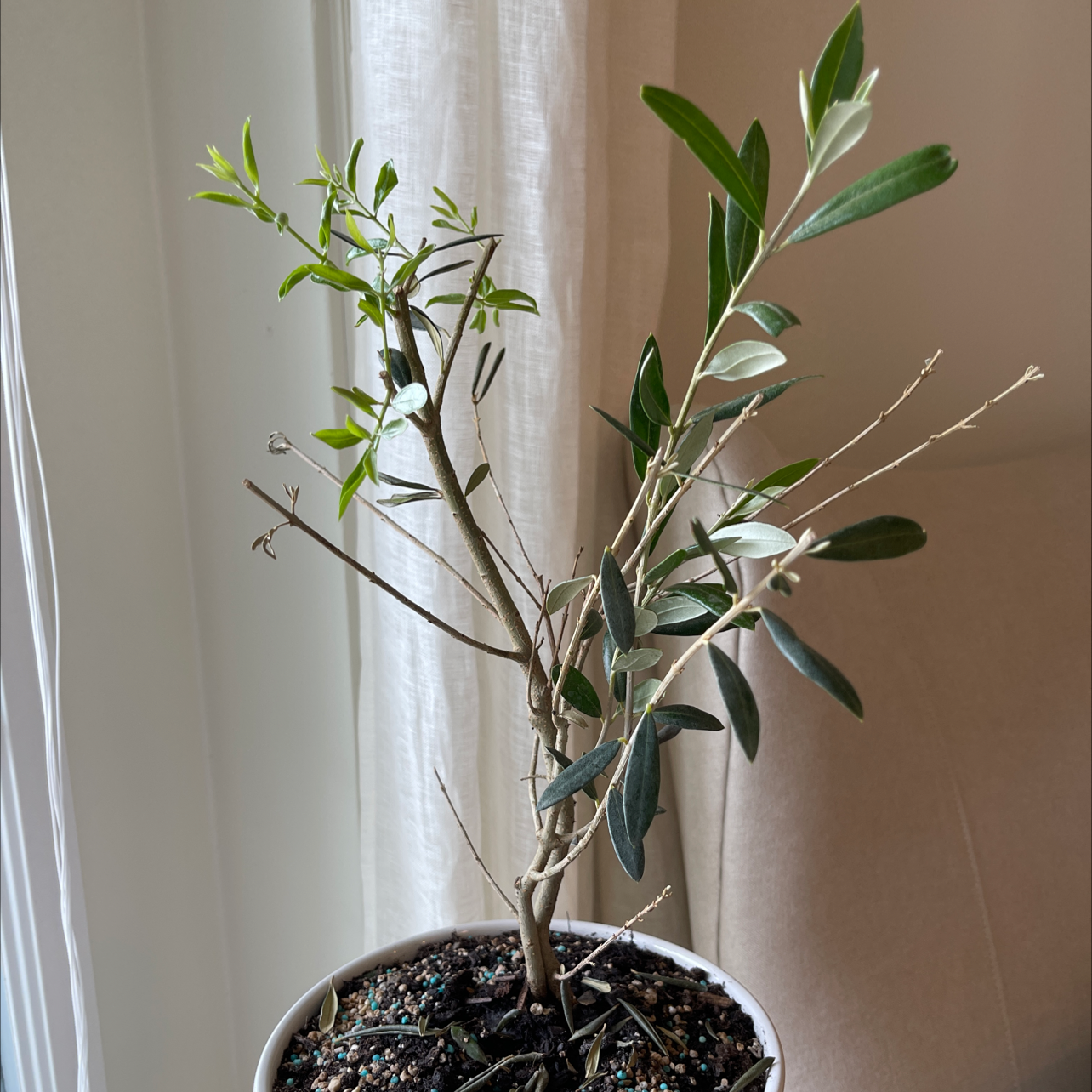 Propagating Your Olive Tree: Step-by-step Guide