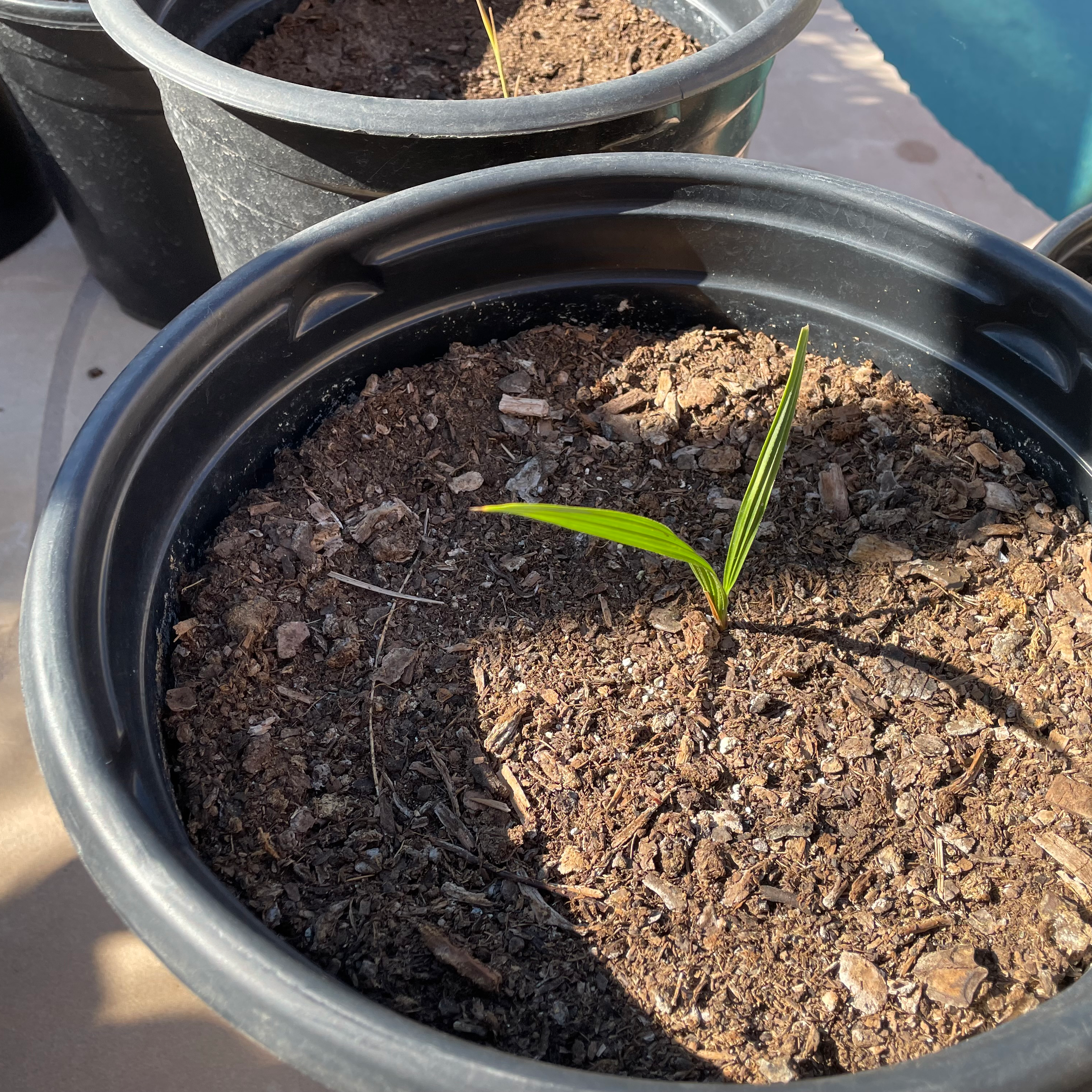 ️ How and When Should I Cut Back My Mexican Fan Palm?