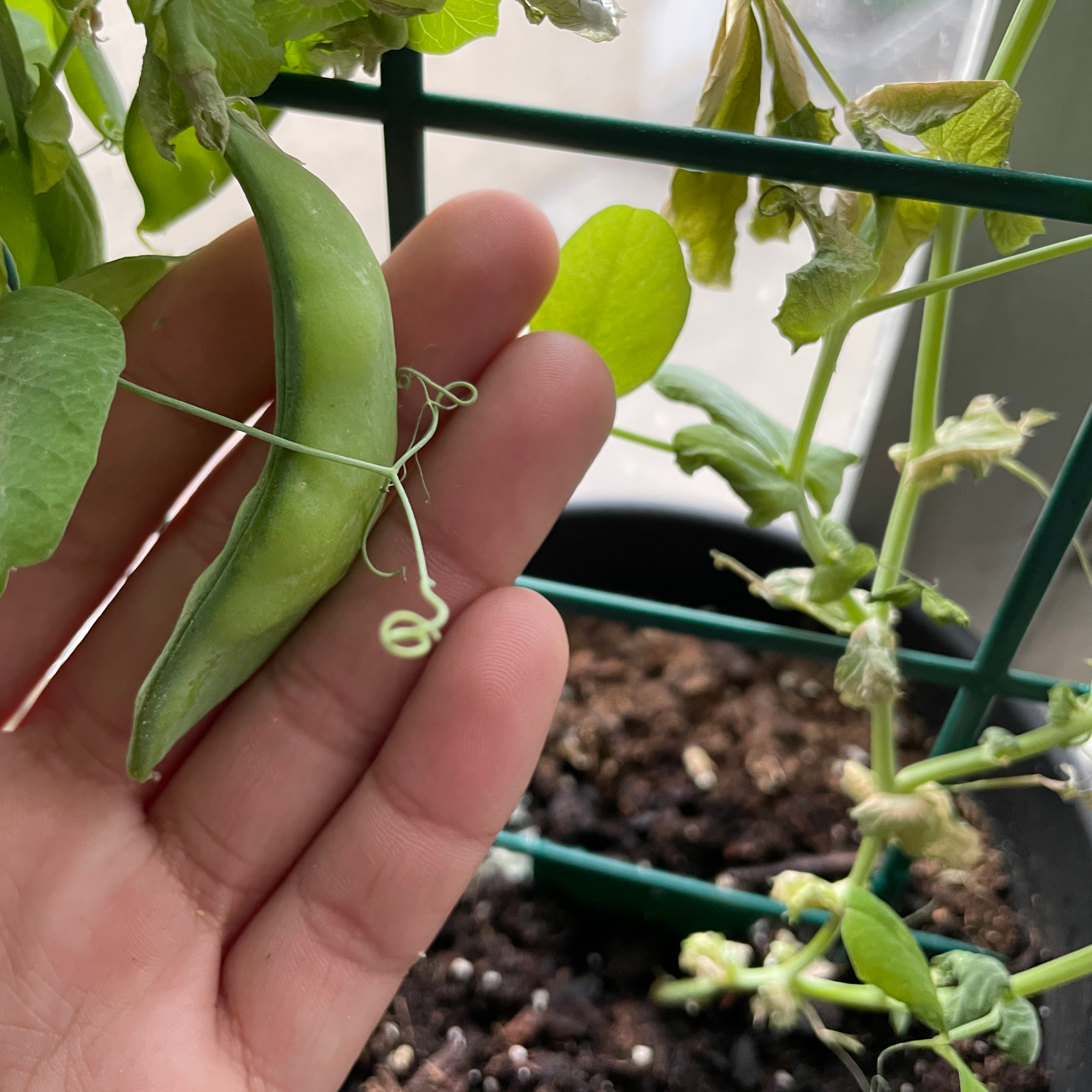 🌞 My Sweet Pea's Sunlight Needs