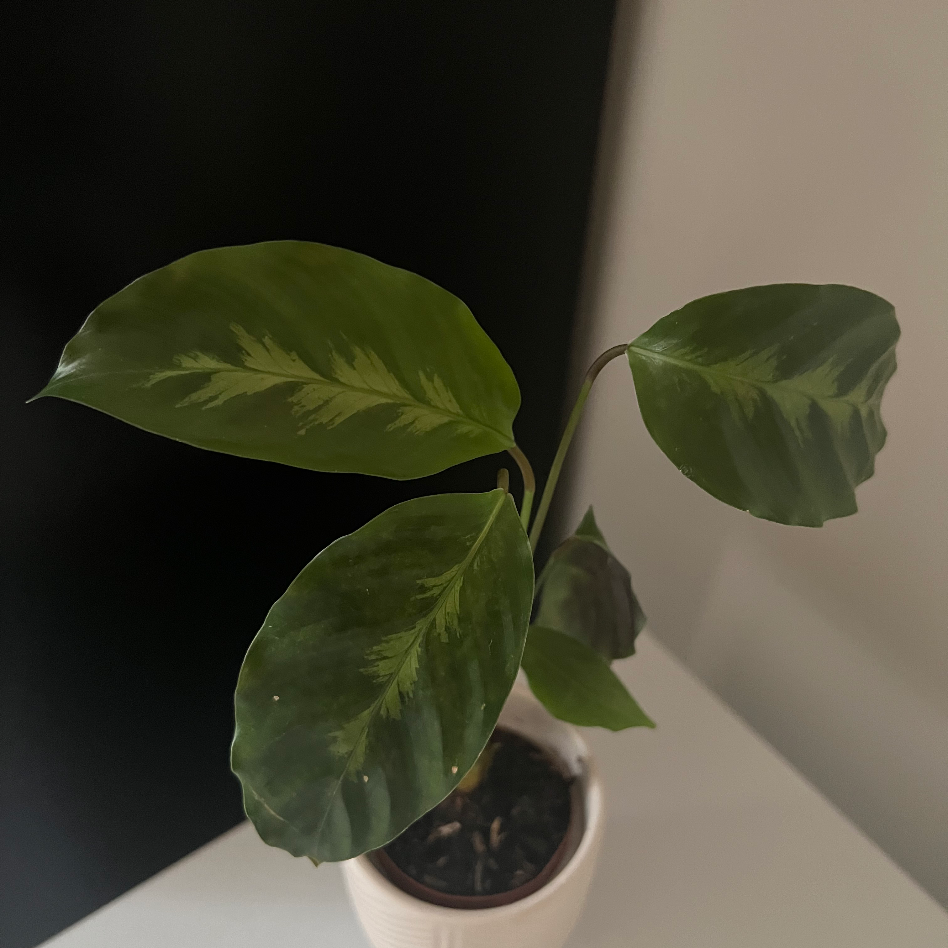 Best Potting Soil Mix for Calathea 'Maui Queen'