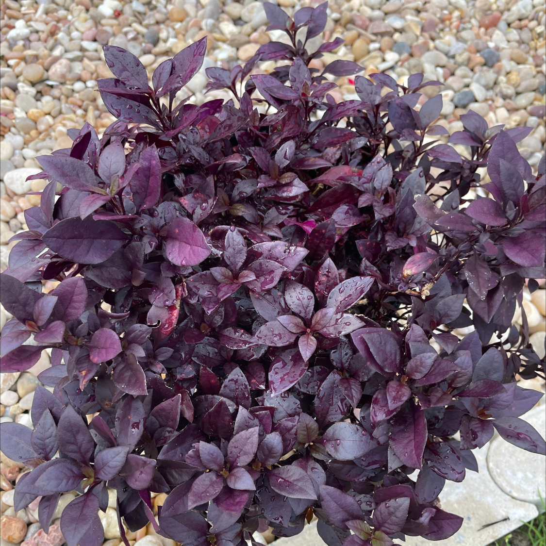 🌞 Does My Brazilian Joyweed Need Direct Sunlight?