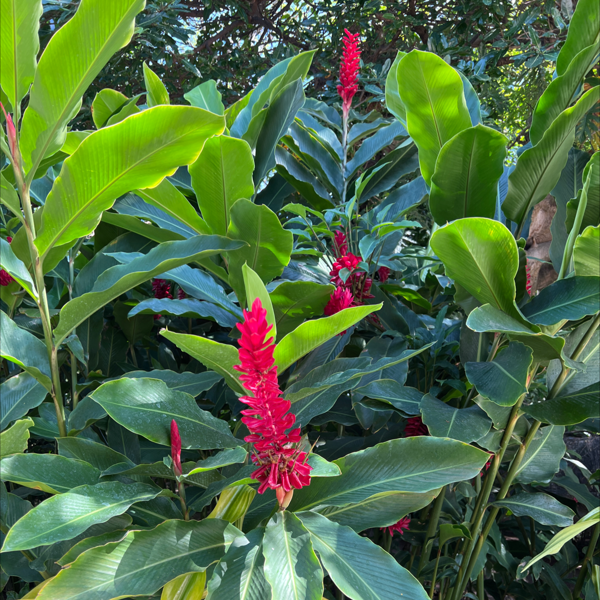 10 Benefits of Having a Red Ginger