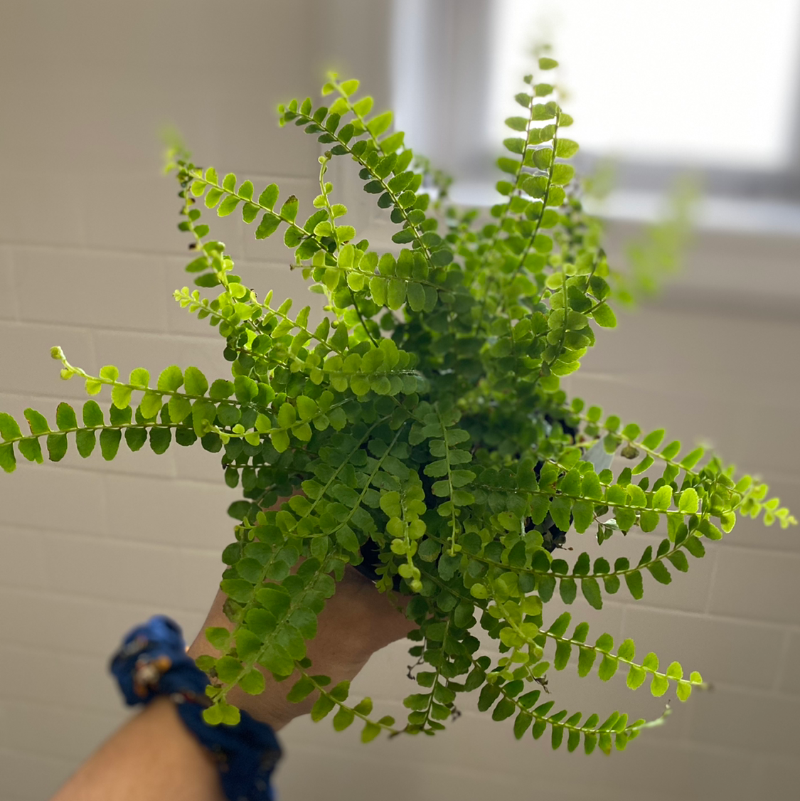 🍋 Why Are There Brown Spots on My Lemon Button Fern?