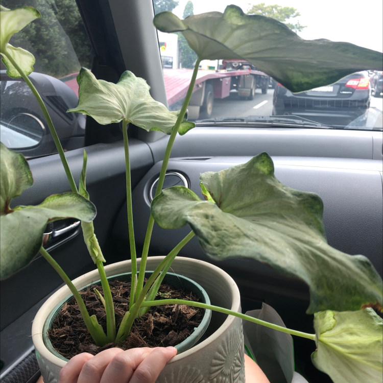 Best Soil Potting Mix for Caladium 'Marie Moir'