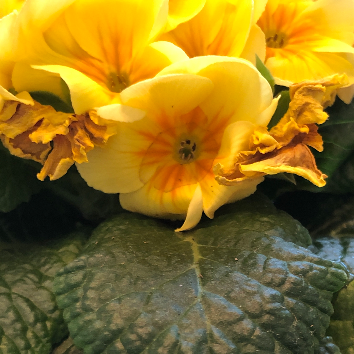 How Do I Fix common primrose root rot?