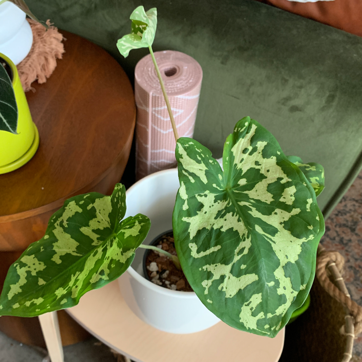 10 Benefits of Having a Caladium Hilo Beauty