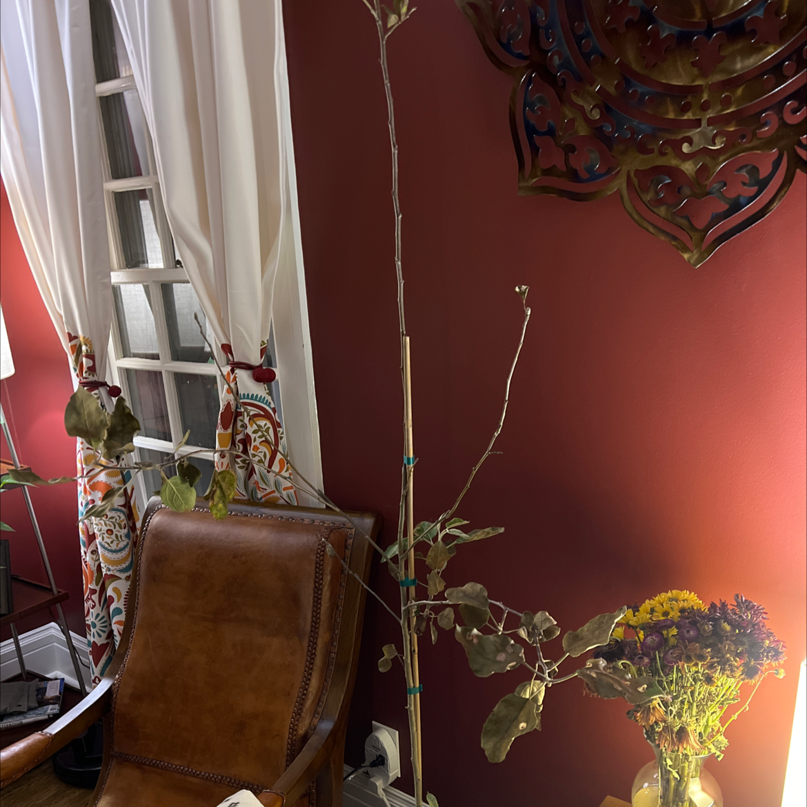 Pixie Crunch Apple Tree Plant Care: Water, Light, Nutrients | Greg App 🌱