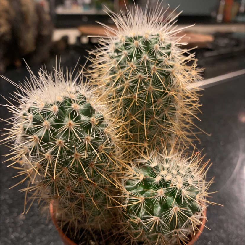 The Complete Lady Finger Cactus Plant Care Guide: Water, Light & Beyond