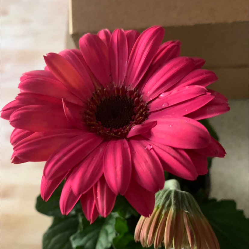 Am I Starving My Gerbera? Fertilizing 101