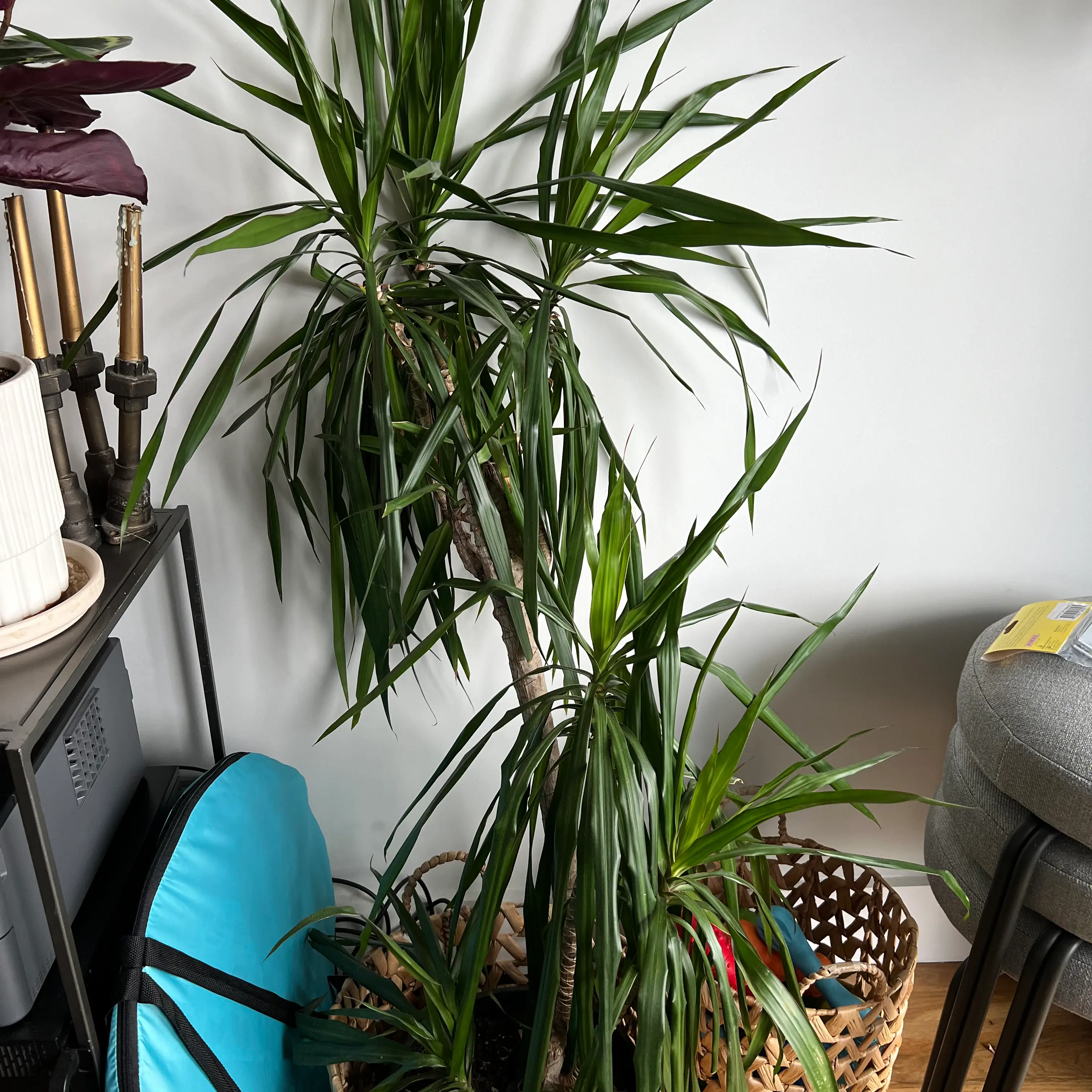 Why Are My Dracaena 'Tarzan' Leaves Droopy? 😢