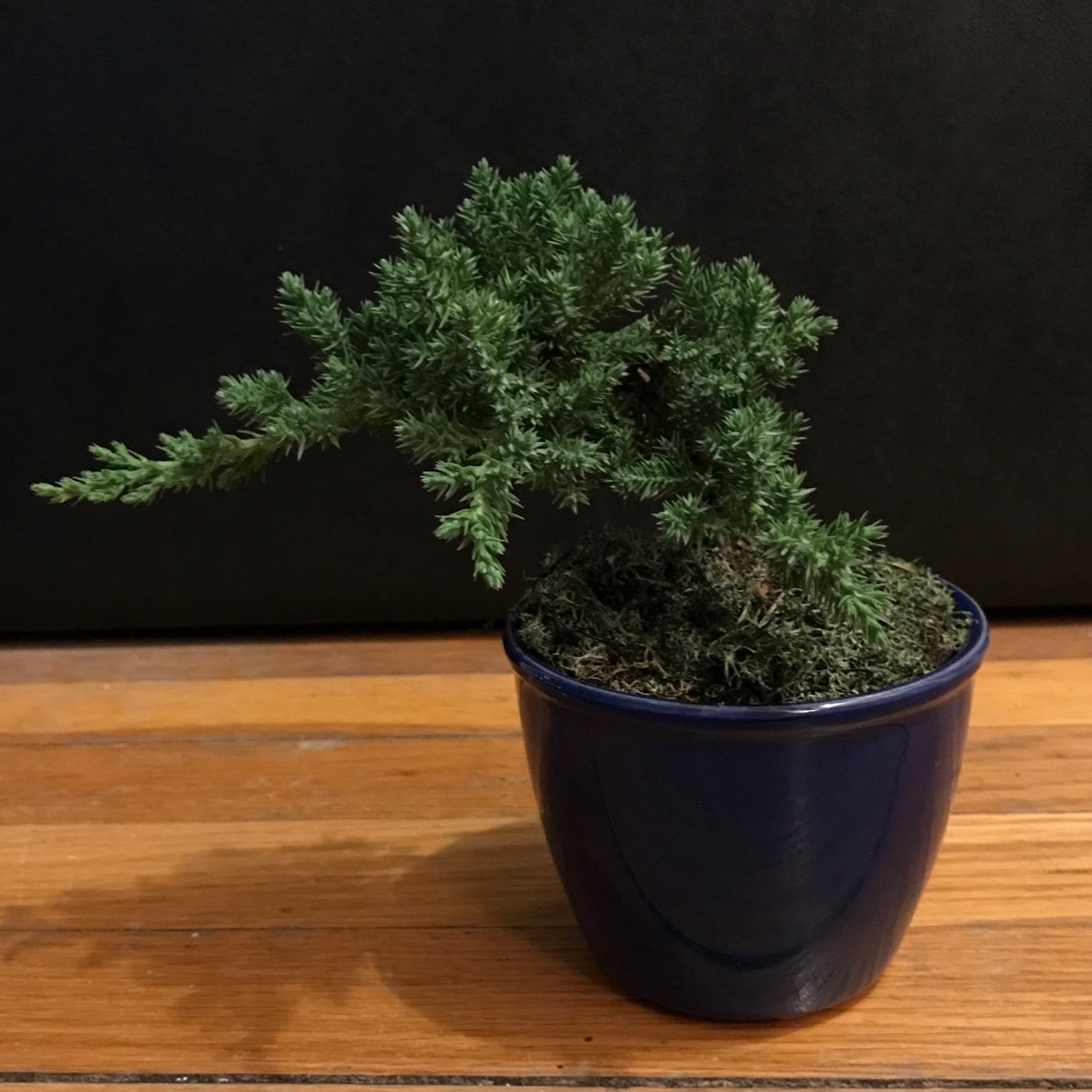 🌡 What Is A Good Temperature Range For My Creeping Juniper?