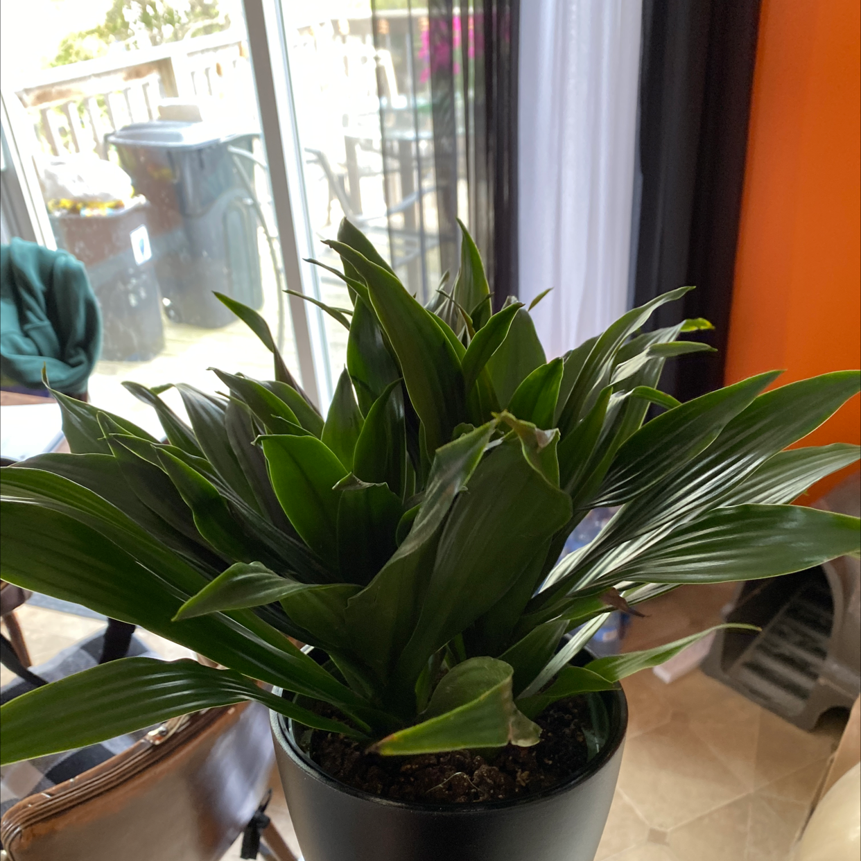 Dracaena 'Janet Craig Compacta' Temperature